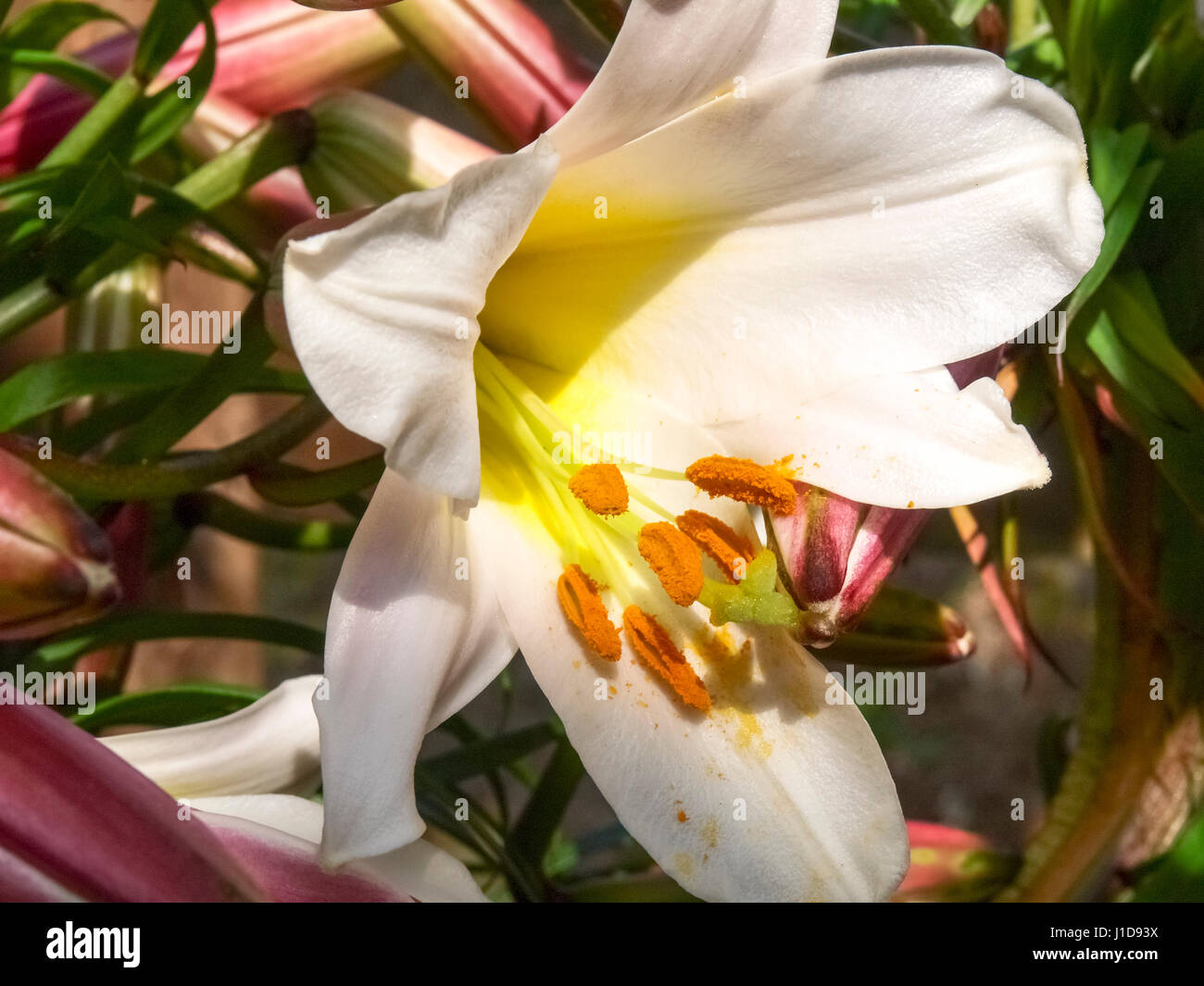 Elba, Italy: lily flower in a botanical garden Stock Photo - Alamy