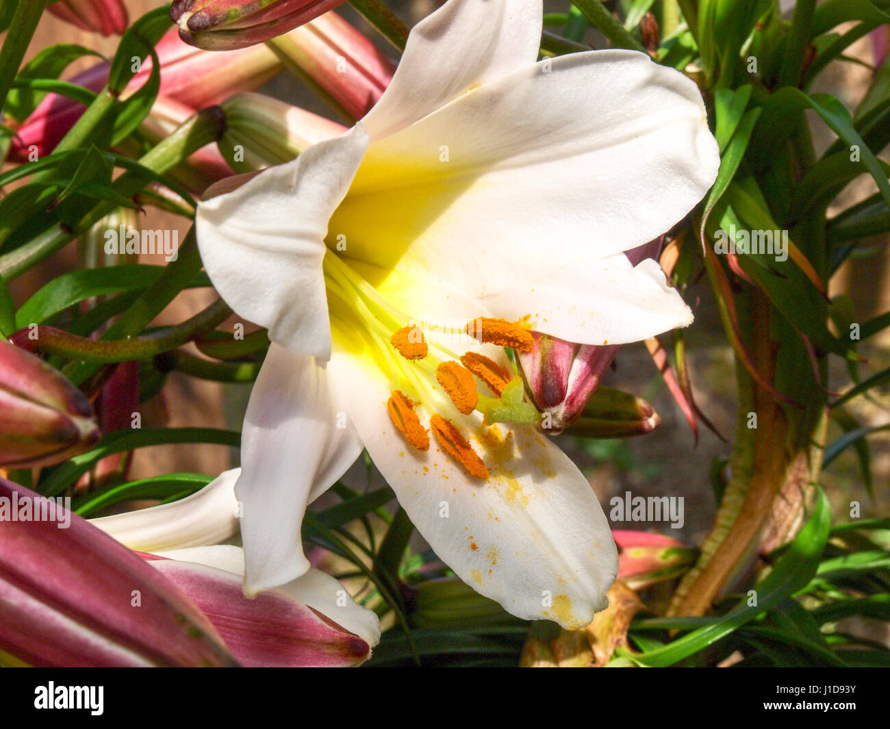 Elba, Italy: lily flower in a botanical garden Stock Photo - Alamy