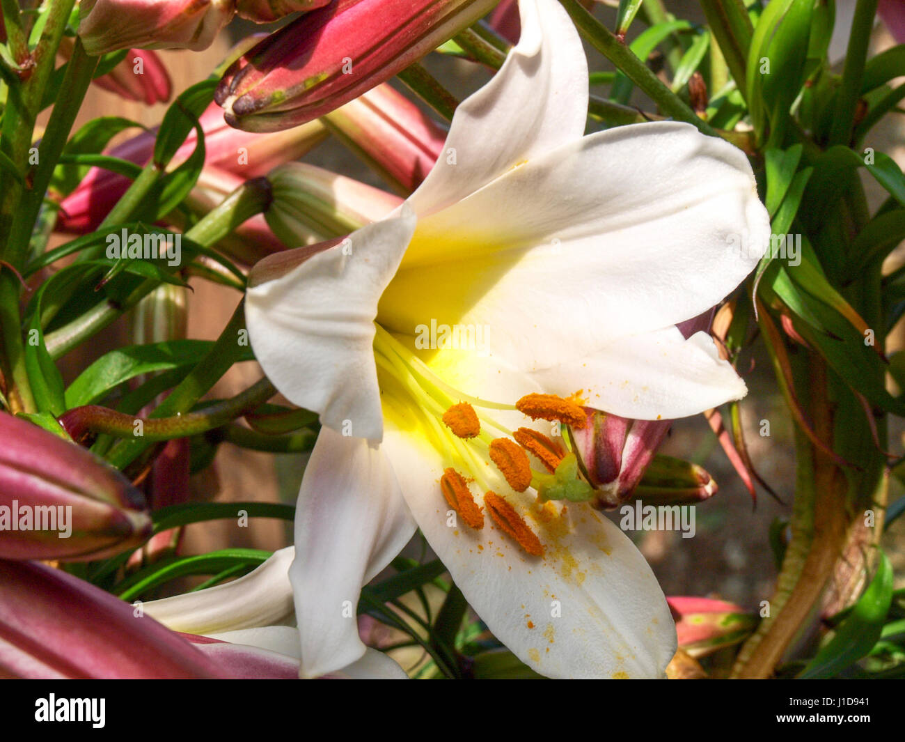 Elba, Italy: lily flower in a botanical garden Stock Photo - Alamy