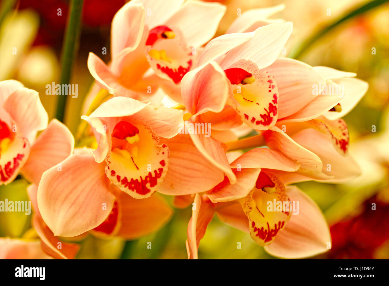 Natural cymbidium orchid hi-res stock photography and images - Alamy