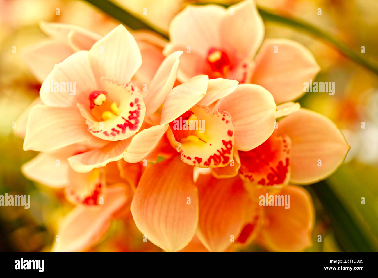 Pink cymbidium orchids hi-res stock photography and images - Alamy