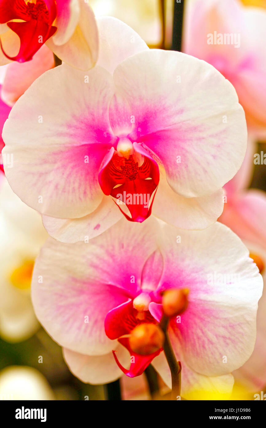 Spanish orchids hi-res stock photography and images - Alamy