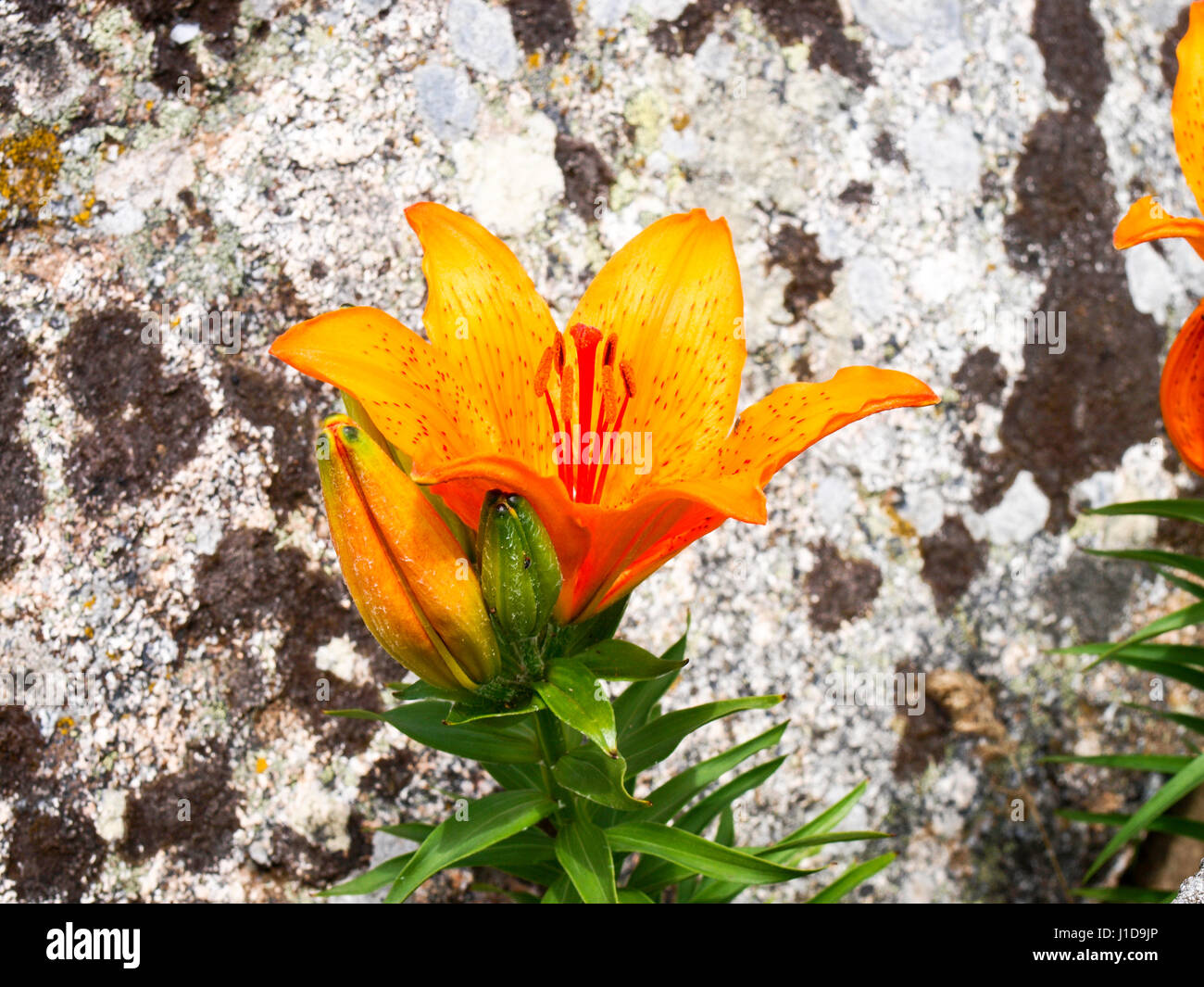 Elba, Italy: Wild orange lily growing among the rocks Stock Photo - Alamy