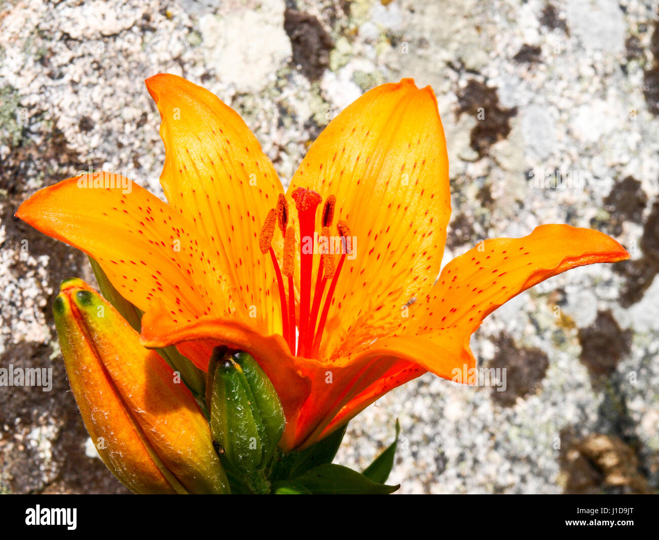 Elba, Italy: Wild orange lily growing among the rocks Stock Photo - Alamy
