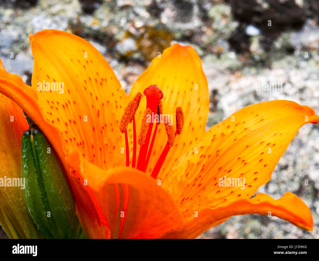Elba, Italy: Wild orange lily growing among the rocks Stock Photo - Alamy