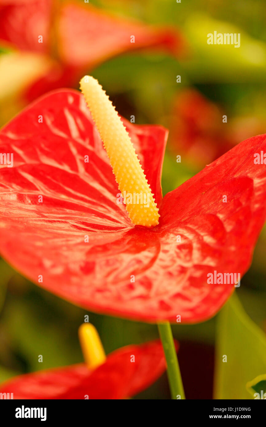 Anthurium by gardens hi-res stock photography and images - Alamy