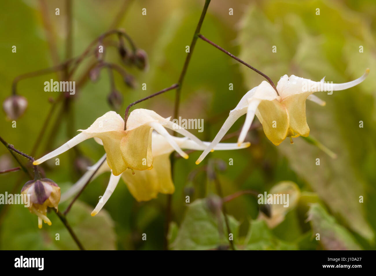 Tan and white flowers of the spring flowering perennial, Epimedium ...