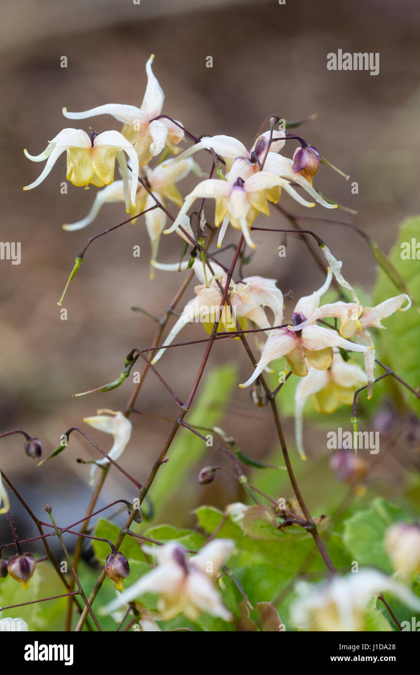 Beauty cover hi-res stock photography and images - Alamy