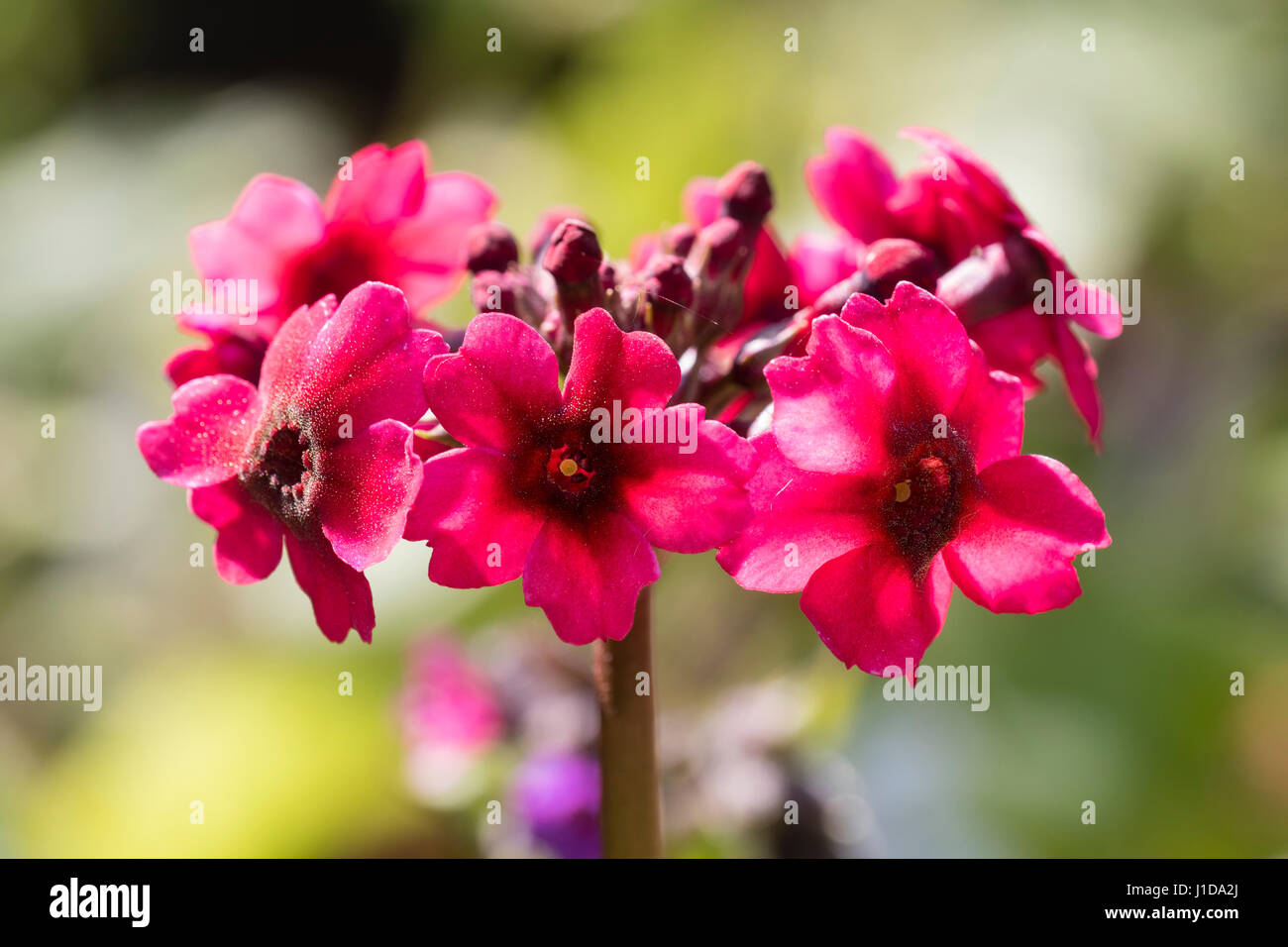 Early flower of the candelabra primula, Primula japonica, 'Miller's ...