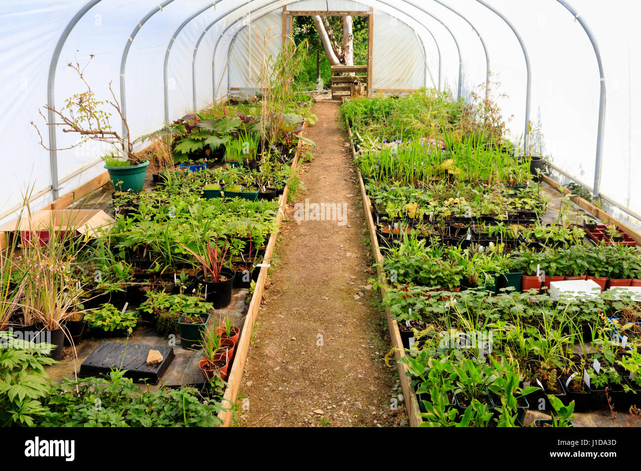 Polytunnel hi-res stock photography and images - Alamy