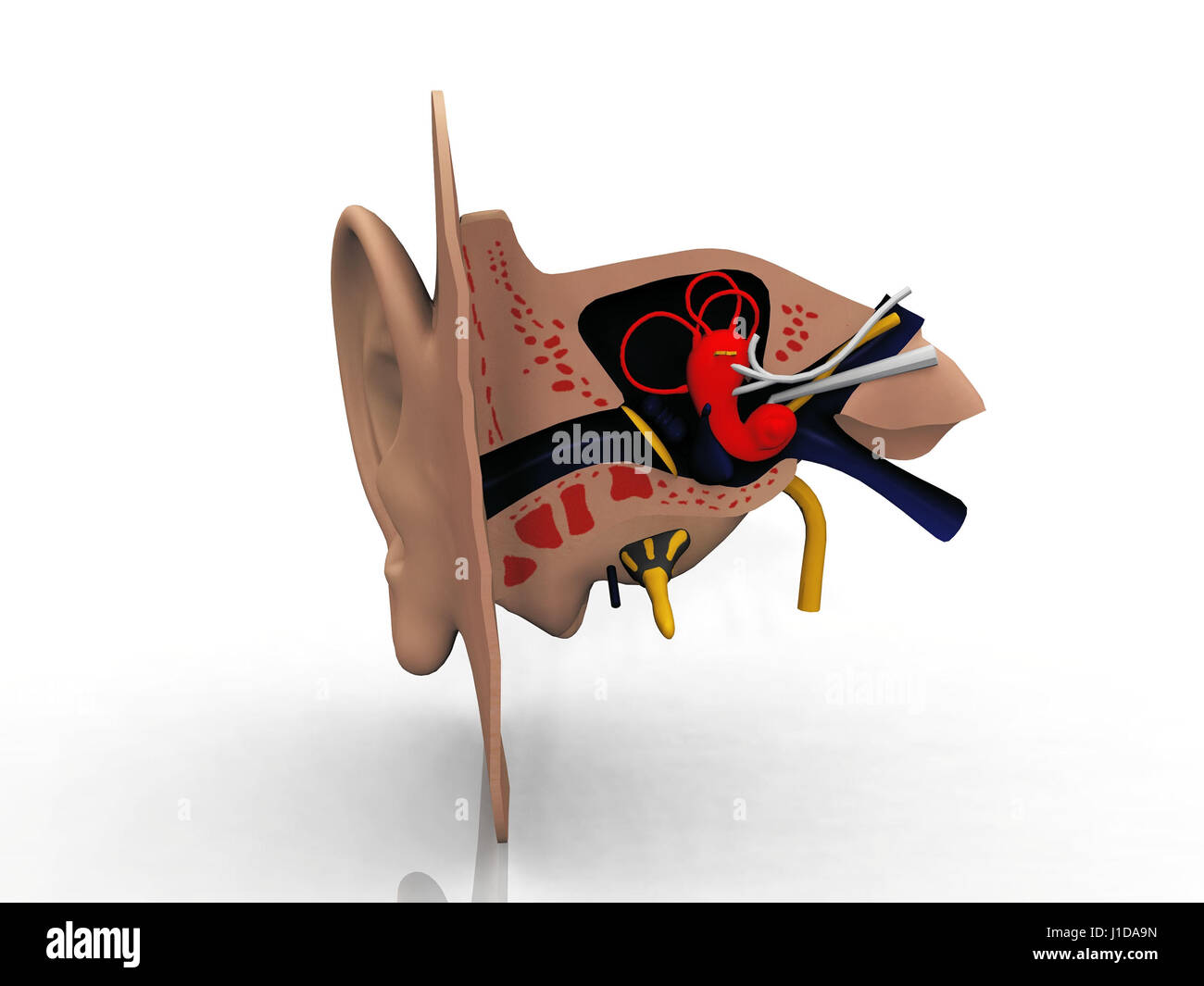 Ear cut off hi-res stock photography and images - Alamy