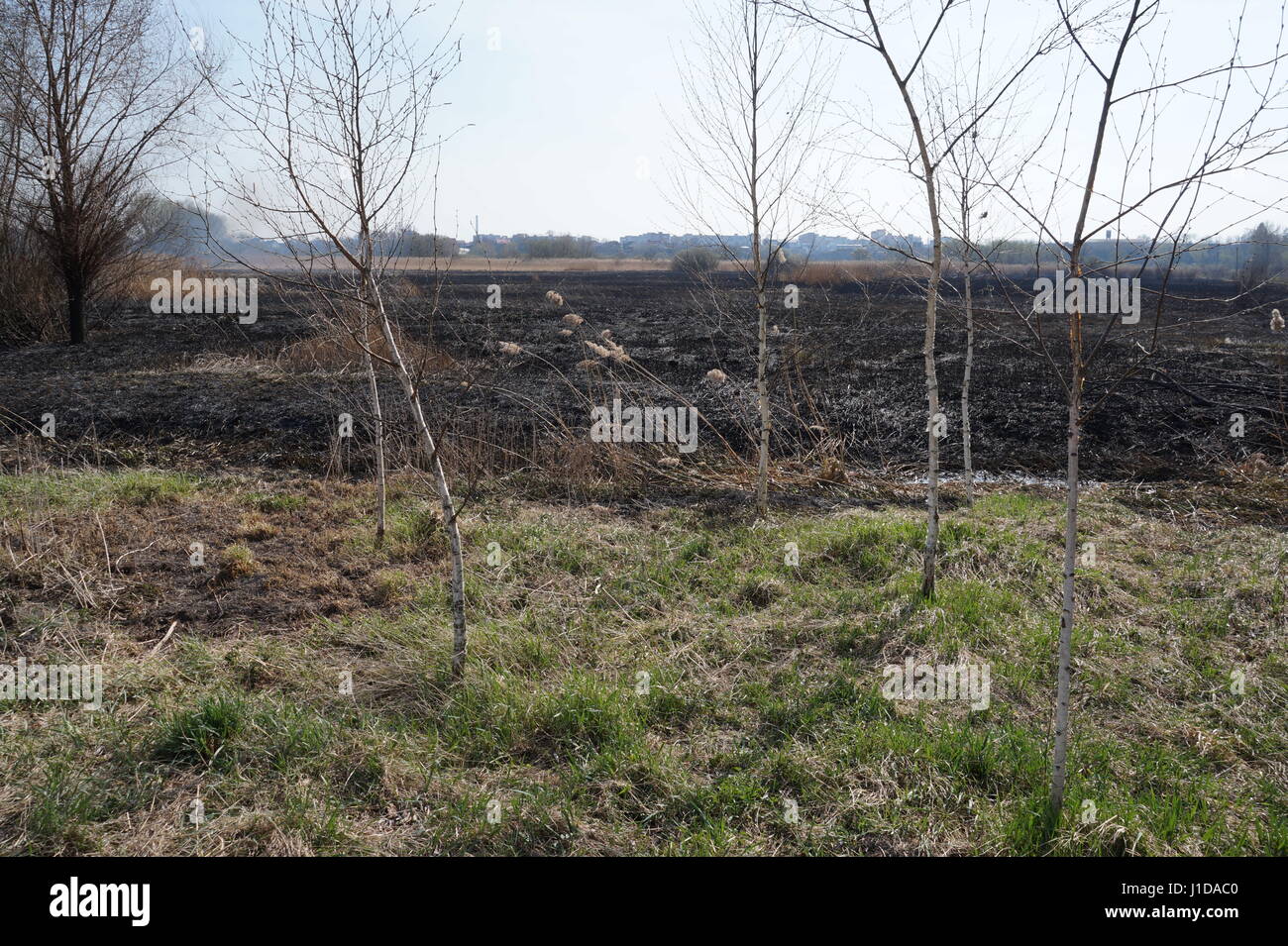 Cleaning the fields of the reeds and dry grass. Natural disaster ...