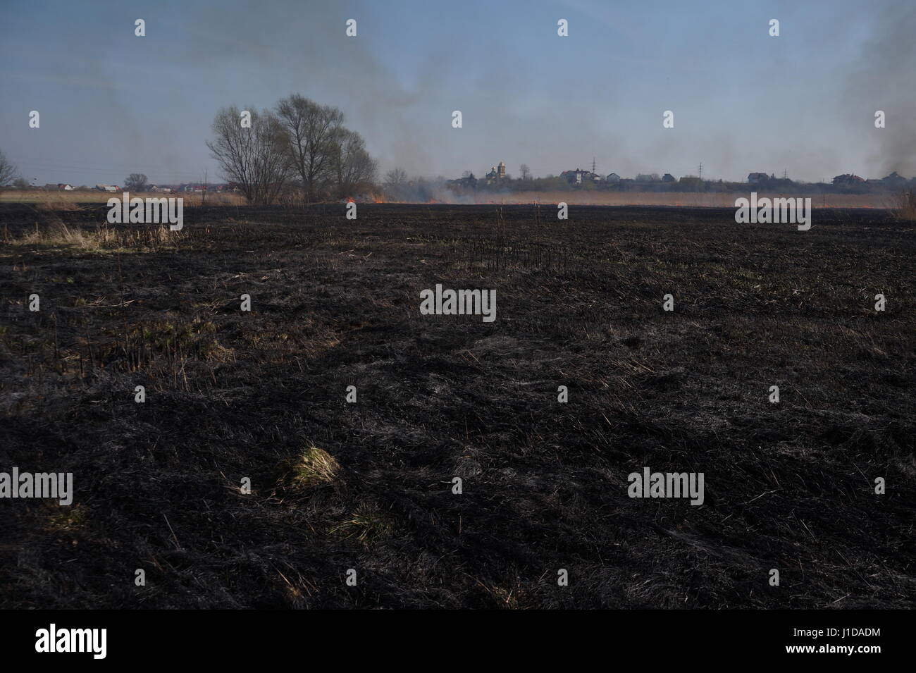 Cleaning the fields of the reeds and dry grass. Natural disaster ...