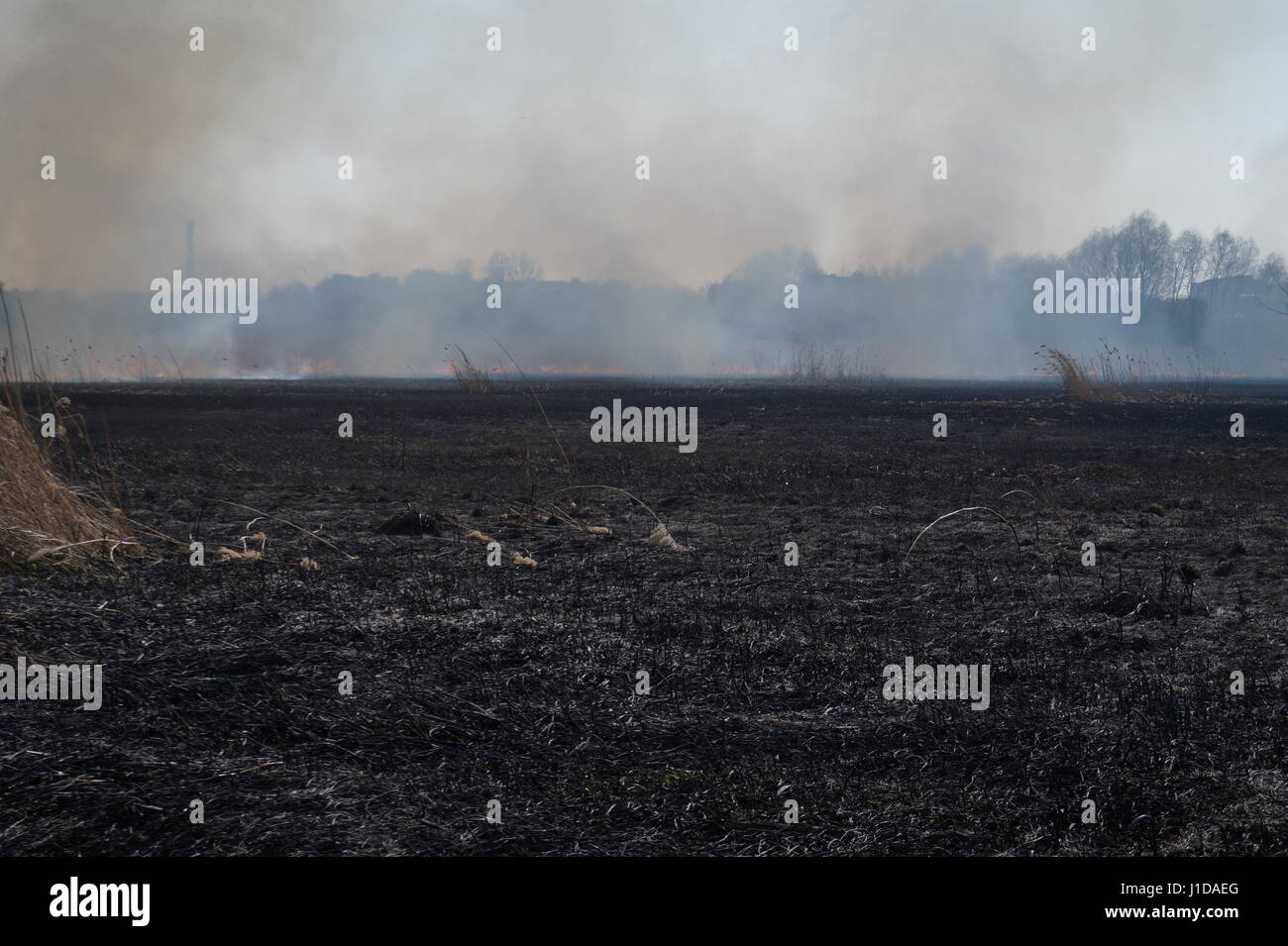 Cleaning the fields of the reeds and dry grass. Natural disaster ...