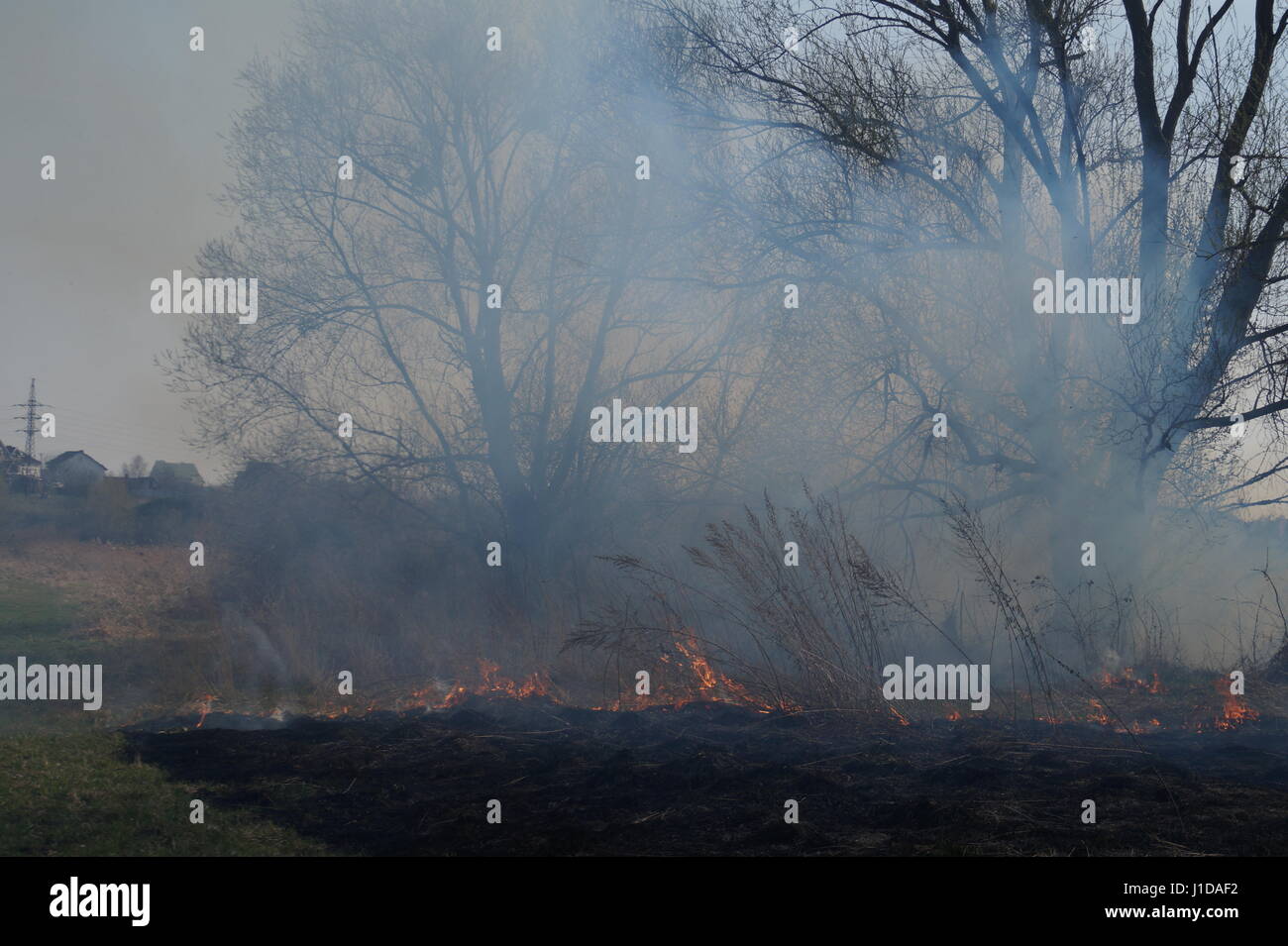 Cleaning the fields of the reeds and dry grass. Natural disaster ...