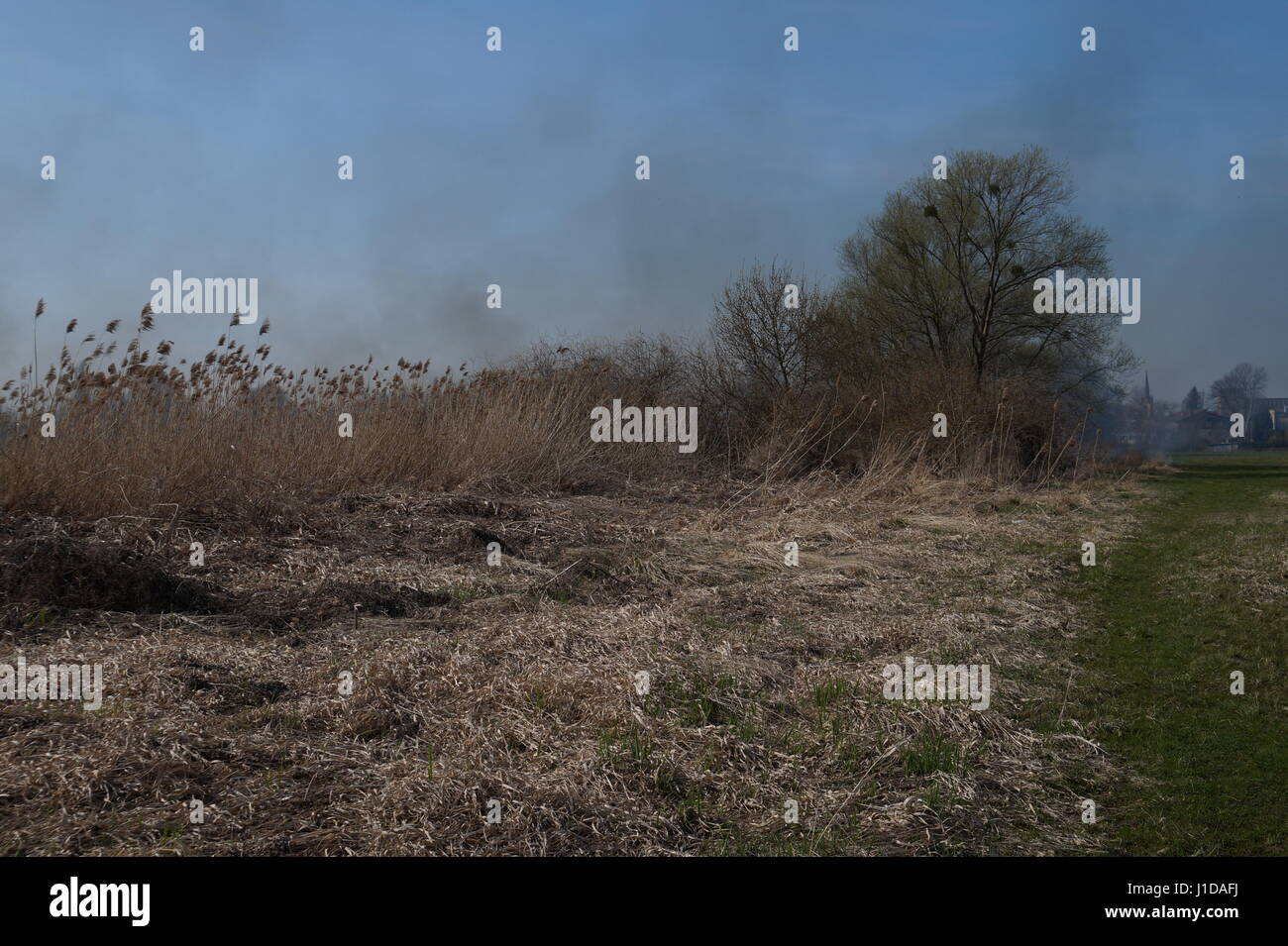 Cleaning the fields of the reeds and dry grass. Natural disaster ...