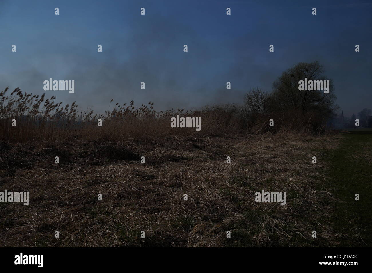 Cleaning the fields of the reeds and dry grass. Natural disaster ...