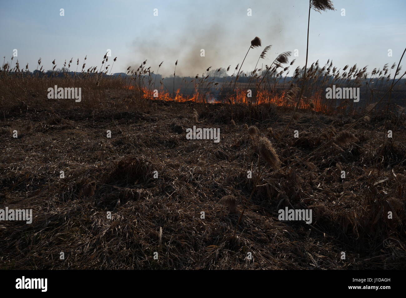 Cleaning the fields of the reeds and dry grass. Natural disaster ...