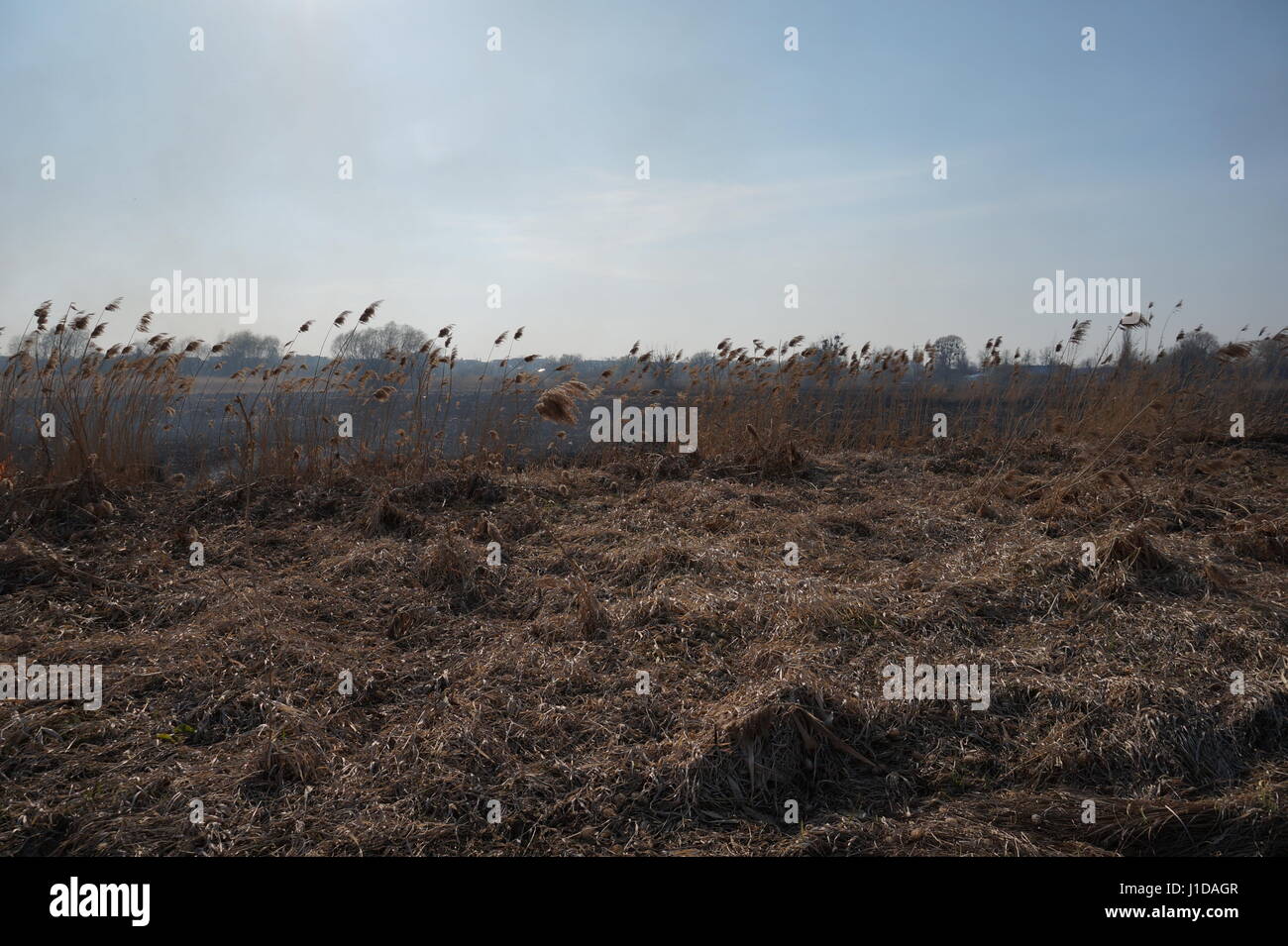 Cleaning the fields of the reeds and dry grass. Natural disaster ...