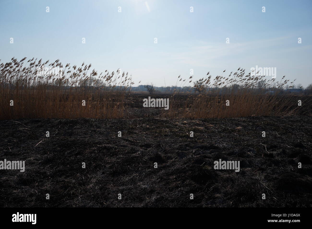 Cleaning the fields of the reeds and dry grass. Natural disaster ...