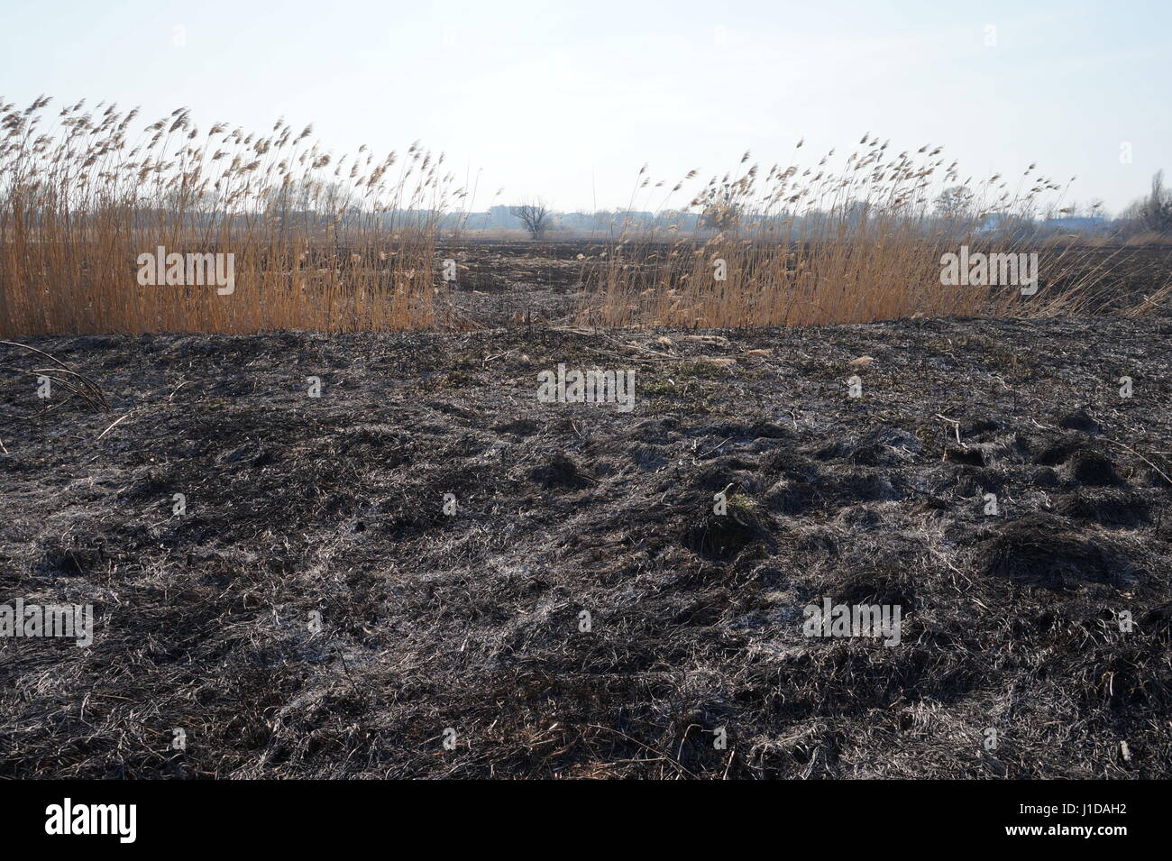 Cleaning the fields of the reeds and dry grass. Natural disaster ...