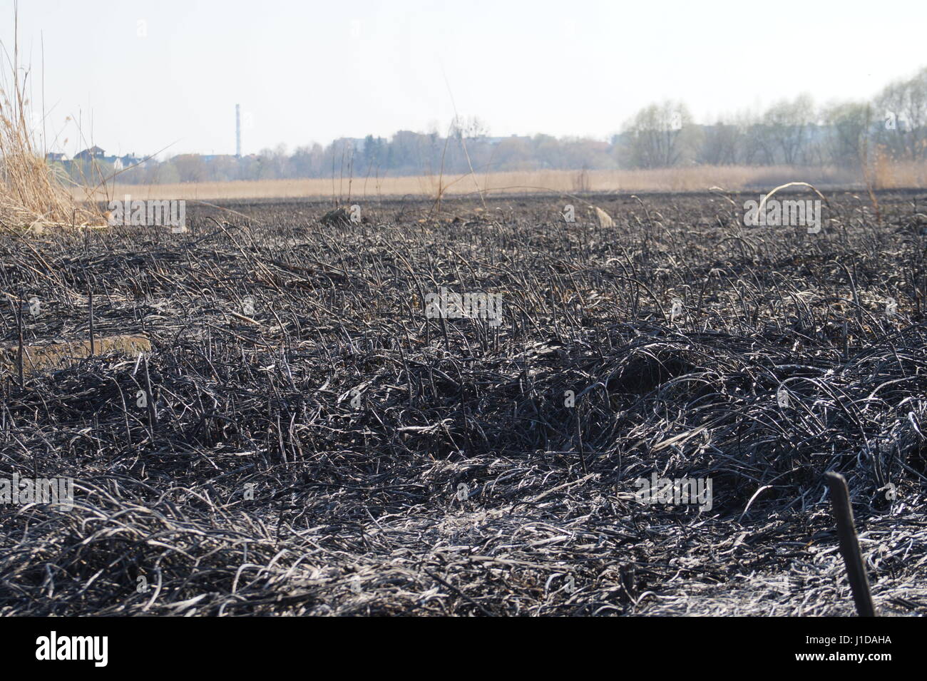 Cleaning the fields of the reeds and dry grass. Natural disaster ...