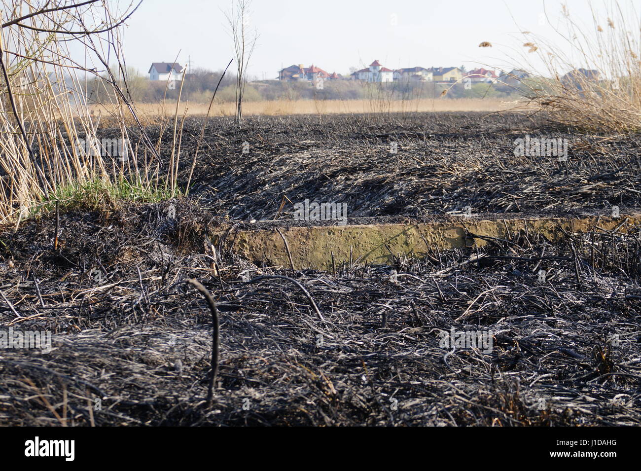Cleaning the fields of the reeds and dry grass. Natural disaster ...