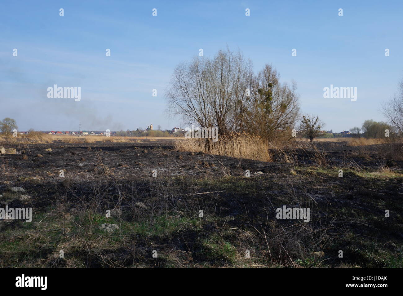 Cleaning the fields of the reeds and dry grass. Natural disaster ...
