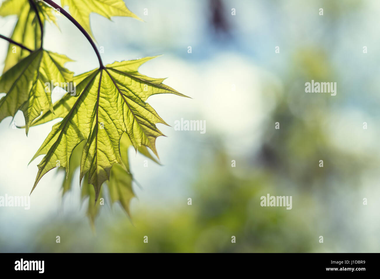 Spring background art young maple leaves. Beautiful young maple leaves ...