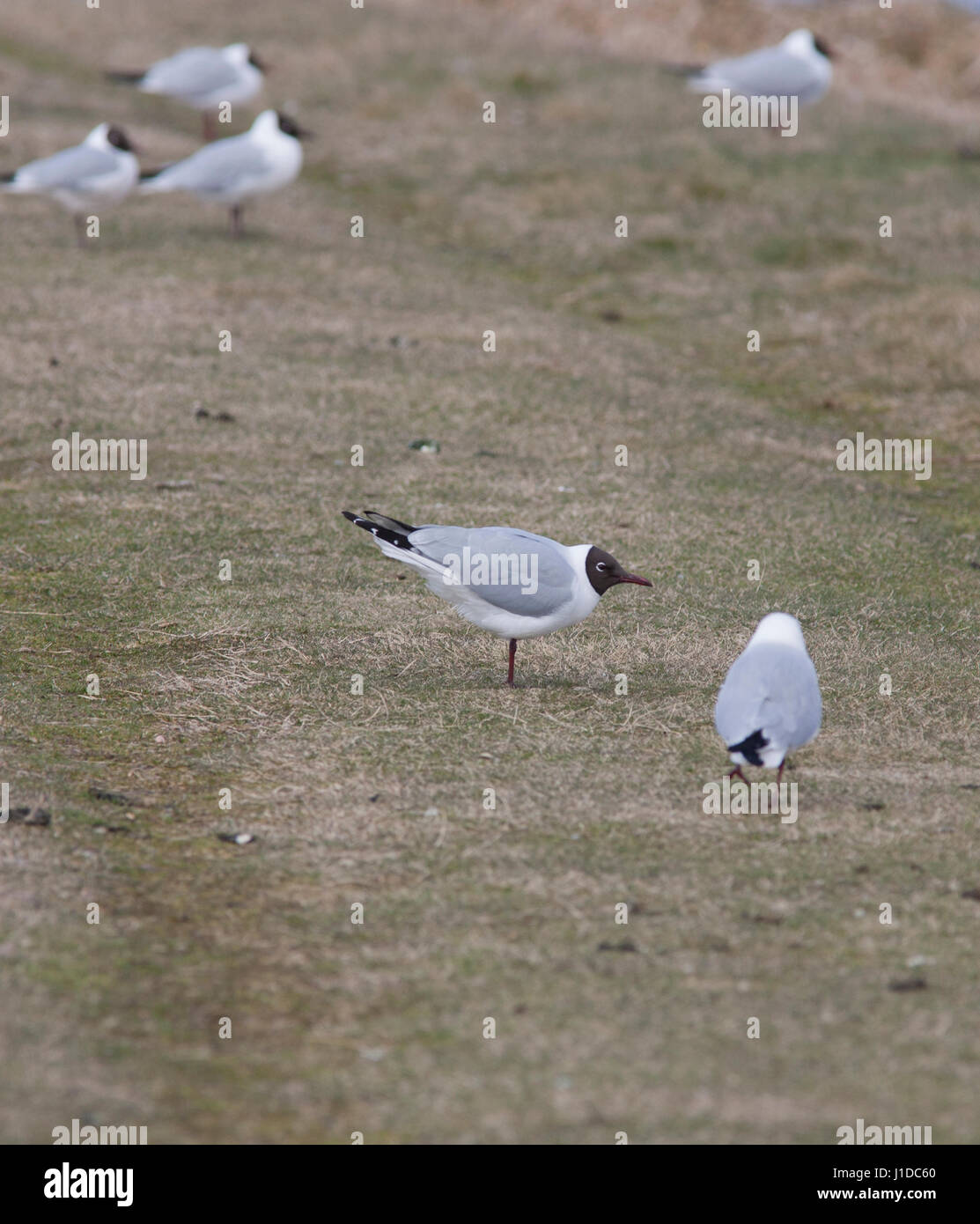 The Black-headed gul Stock Photo - Alamy