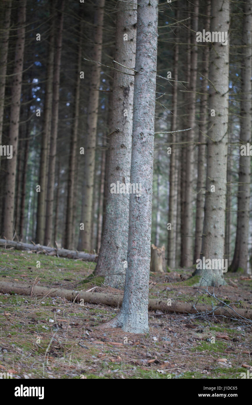 SPRUCE tree trunks 2017 Stock Photo - Alamy