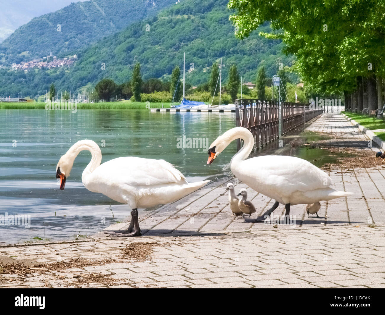 Swans on lake como hi-res stock photography and images - Alamy