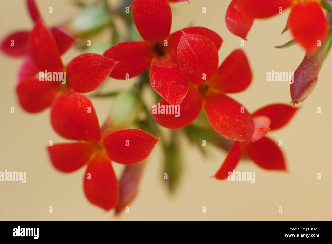 Macro cathedral bell flowers (Air plant, life plant, miracle leaf ...