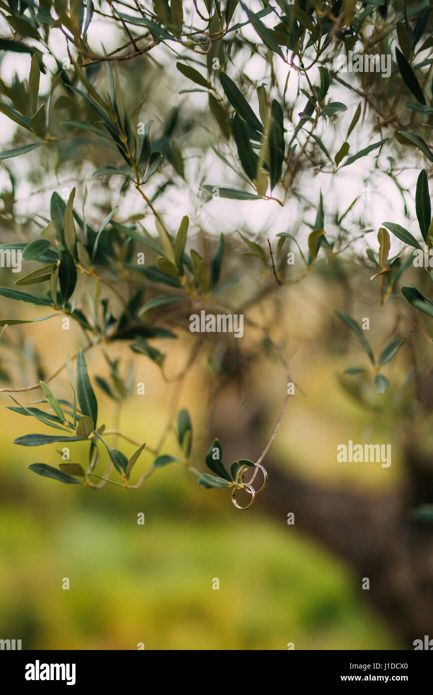 Wedding rings on olive hi-res stock photography and images - Alamy