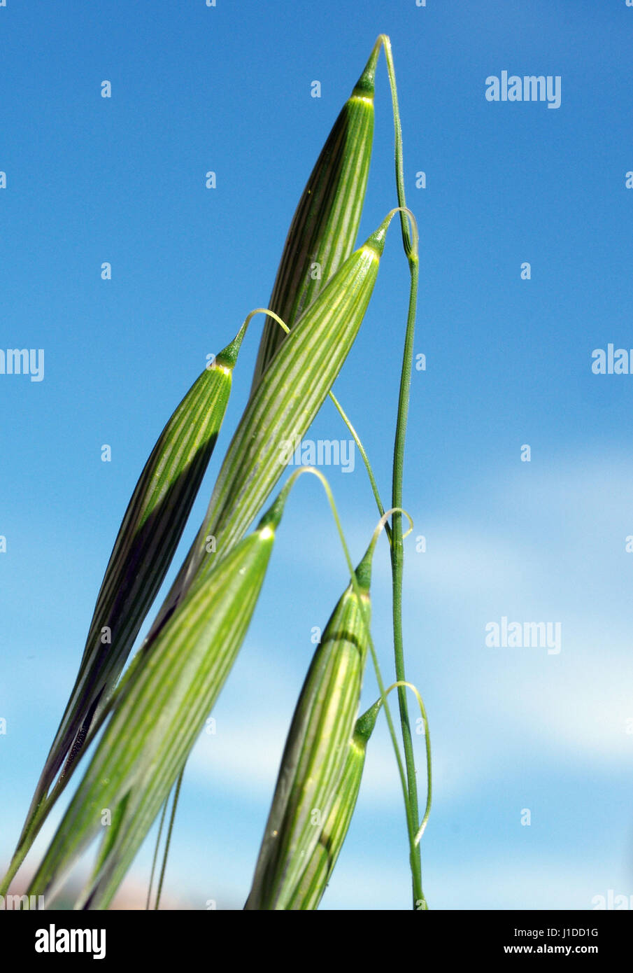 Avena fatua hi-res stock photography and images - Alamy