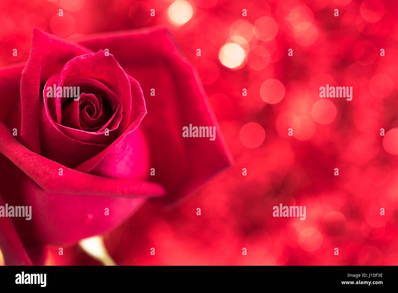 Red rose over blur bokeh sparkles background with copy space still life ...