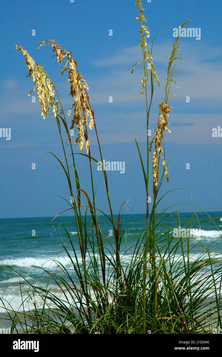 beach grass by the ocean Stock Photo - Alamy