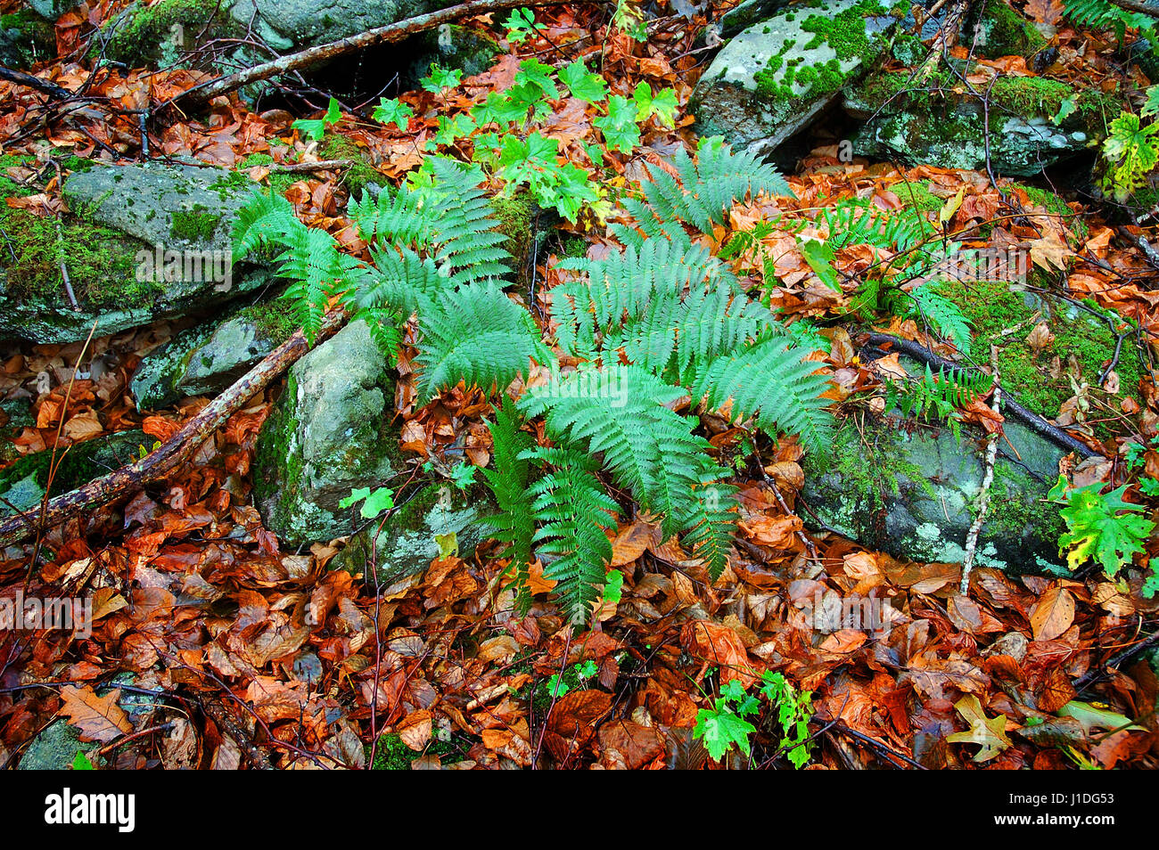 smoky mountains north carolina ferns Stock Photo - Alamy