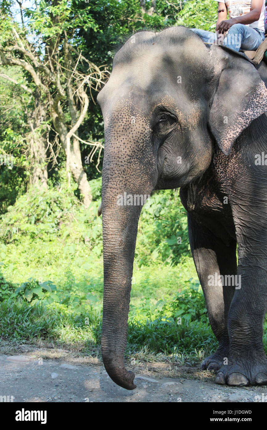 Elephant back legs hi-res stock photography and images - Alamy