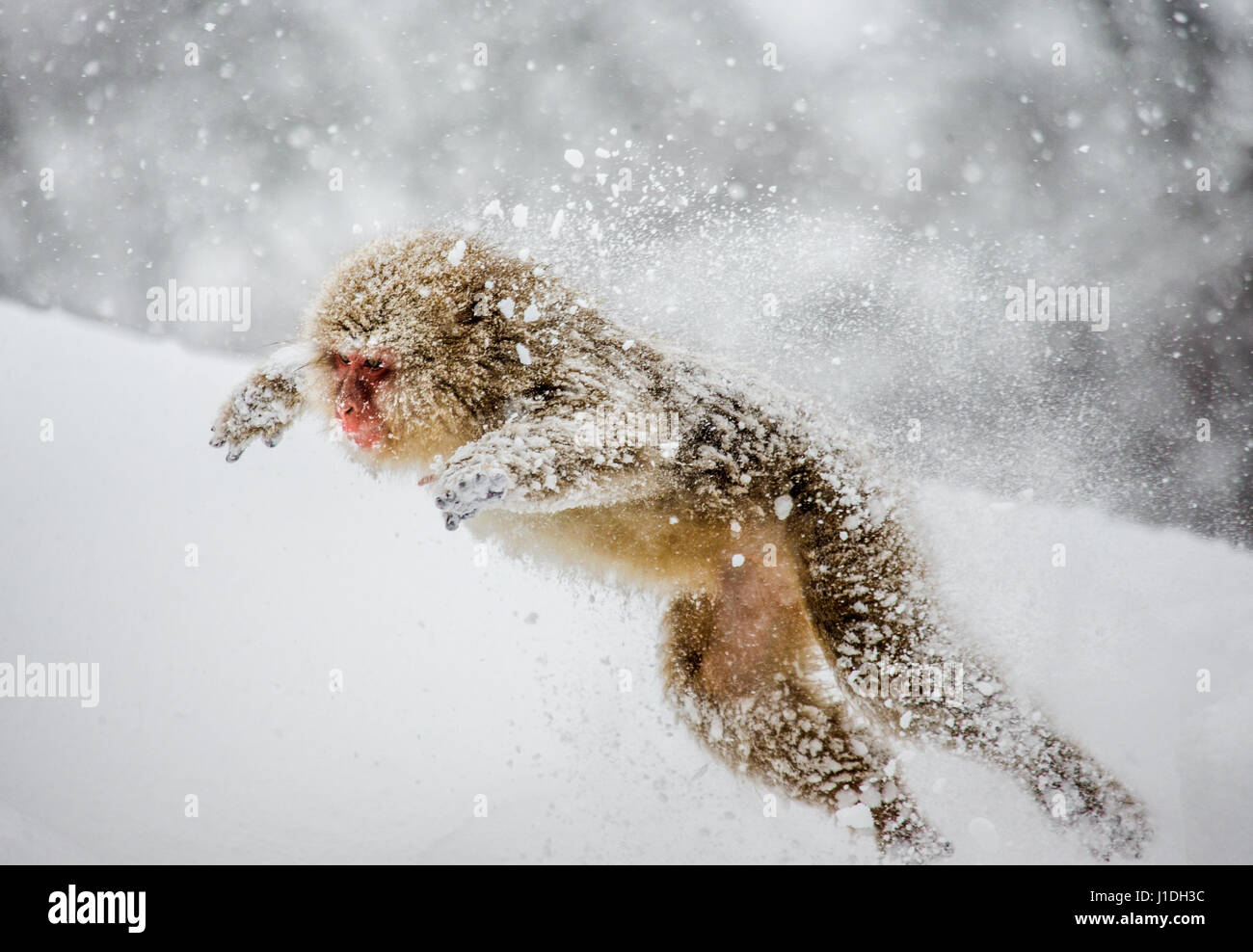 Japanese macaques jumping in the snow. Japan. Nagano. Jigokudani Monkey ...