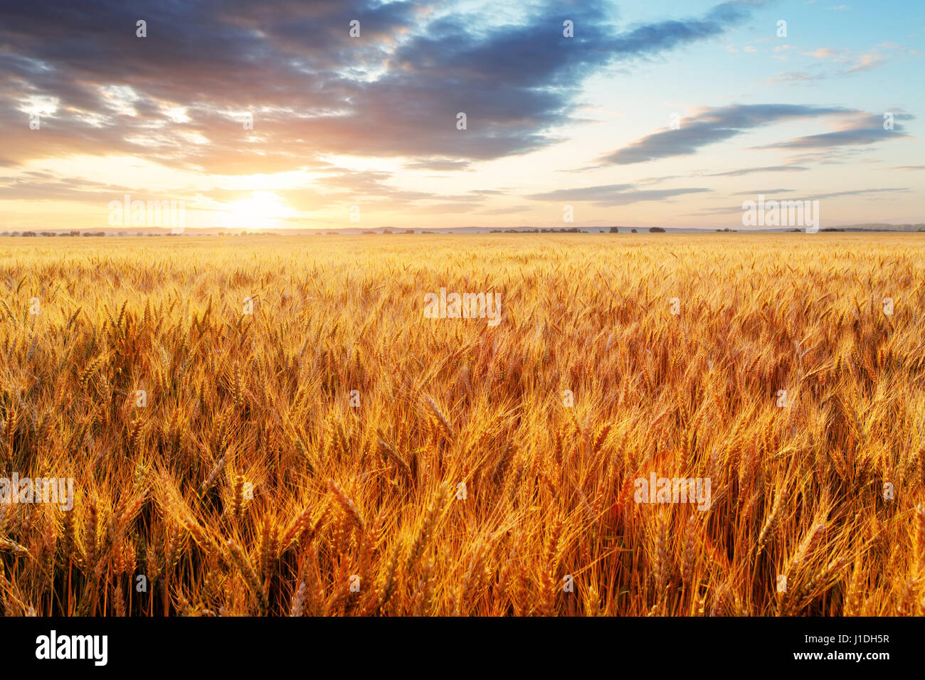 Wheat field at sunset hi-res stock photography and images - Alamy