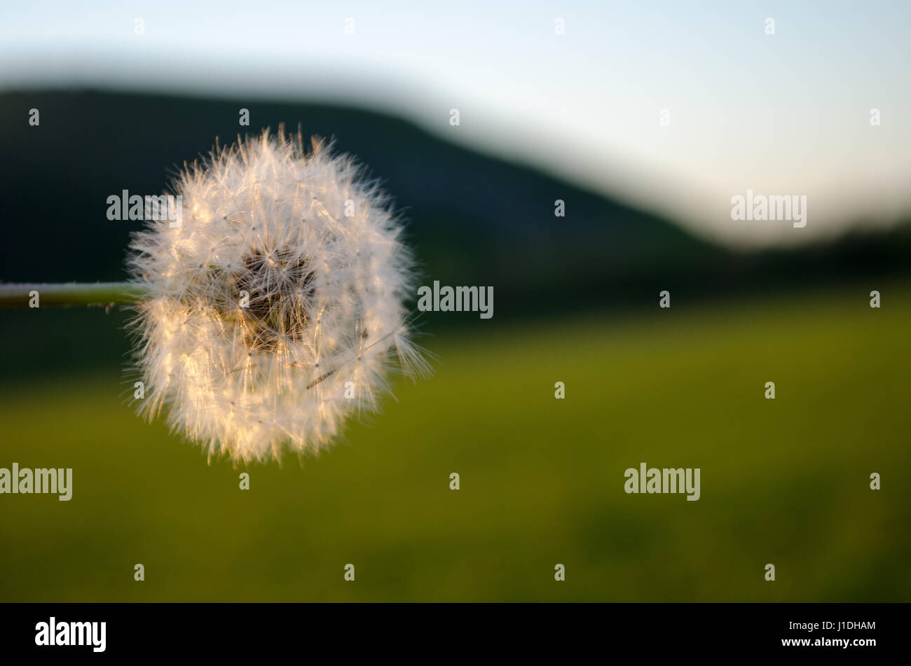 Dandelion in the beautiful nature Stock Photo - Alamy