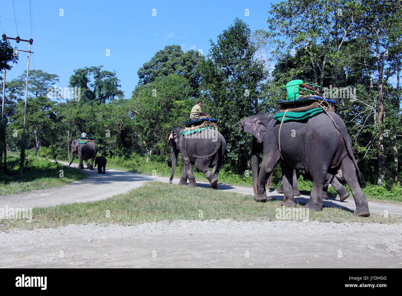 Asian elephant trunk end hi-res stock photography and images - Alamy