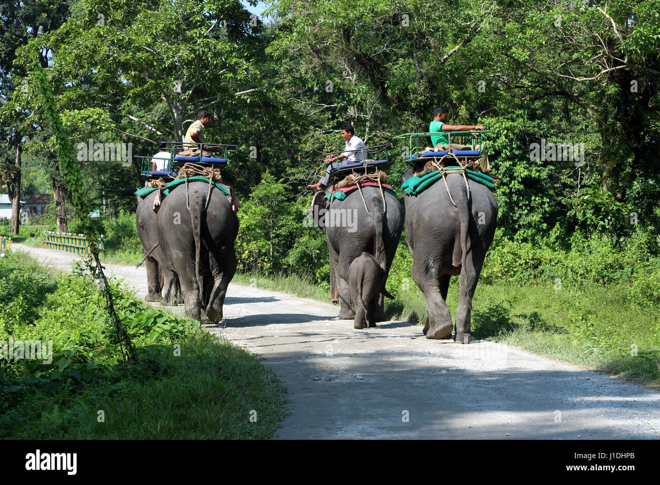 Asian elephant trunk end hi-res stock photography and images - Alamy