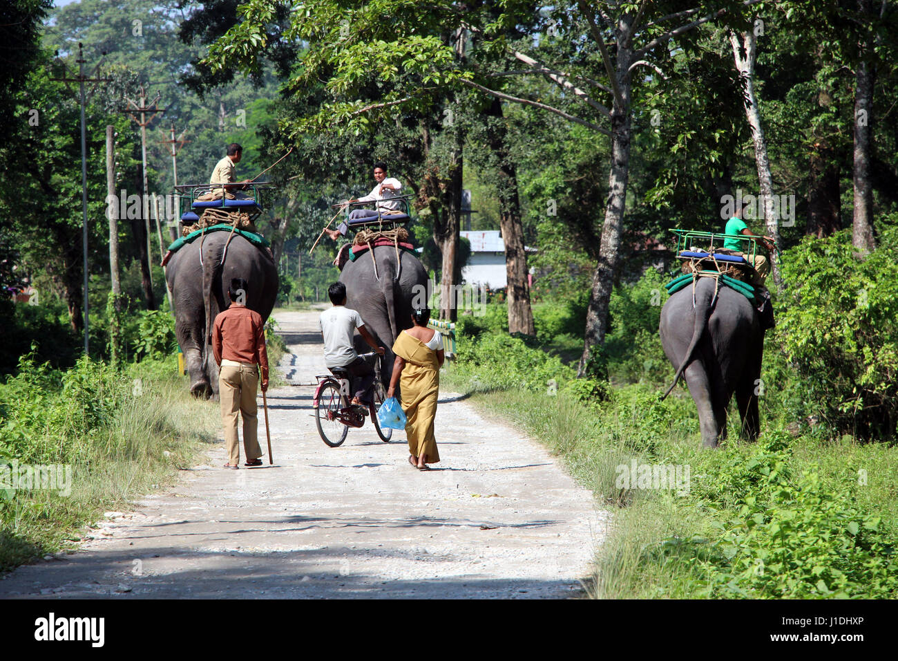 Asian elephant trunk end hi-res stock photography and images - Alamy