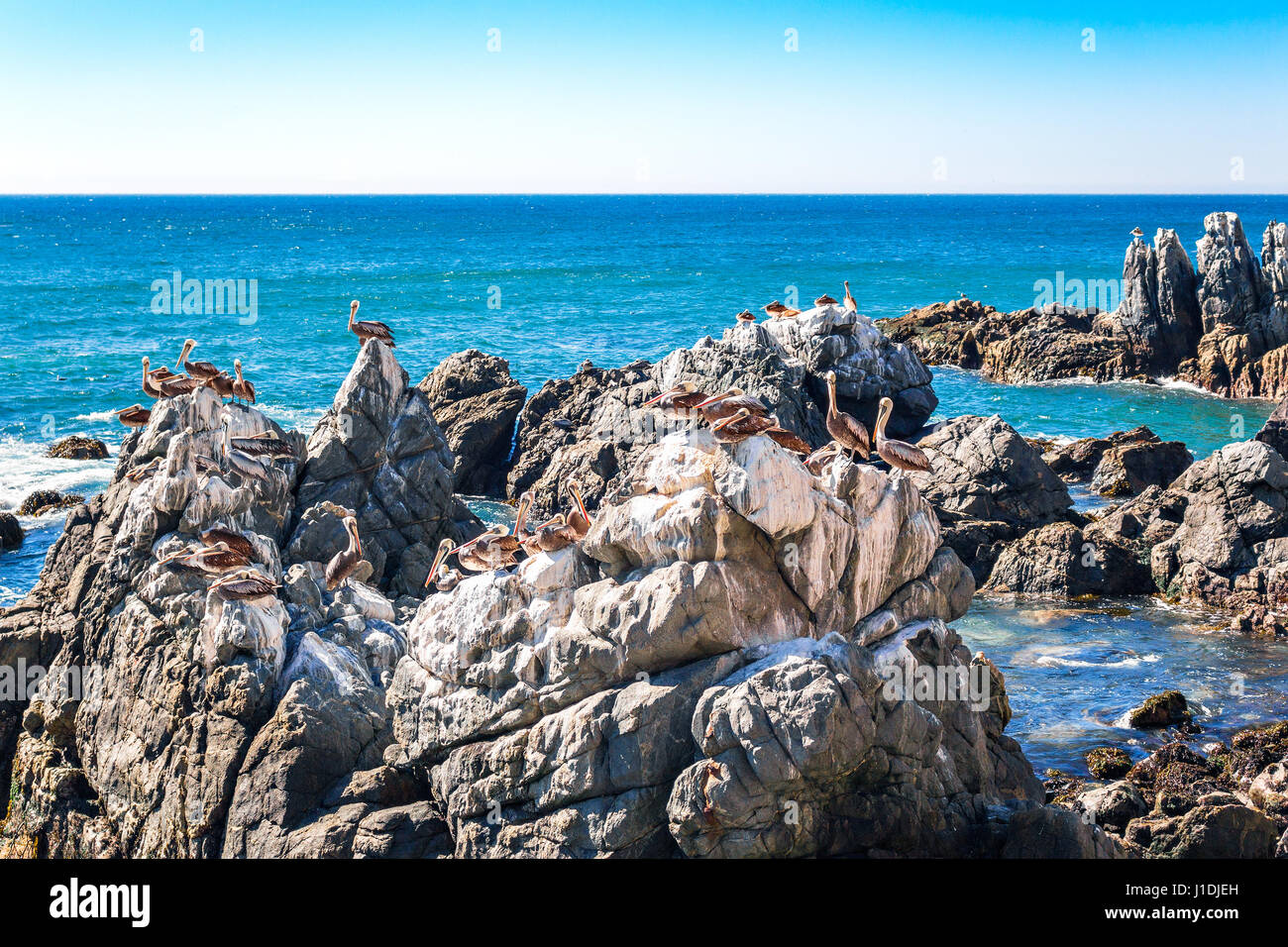 Ocean rocks with brown pelicans in Vina del Mar, Chile Stock Photo - Alamy