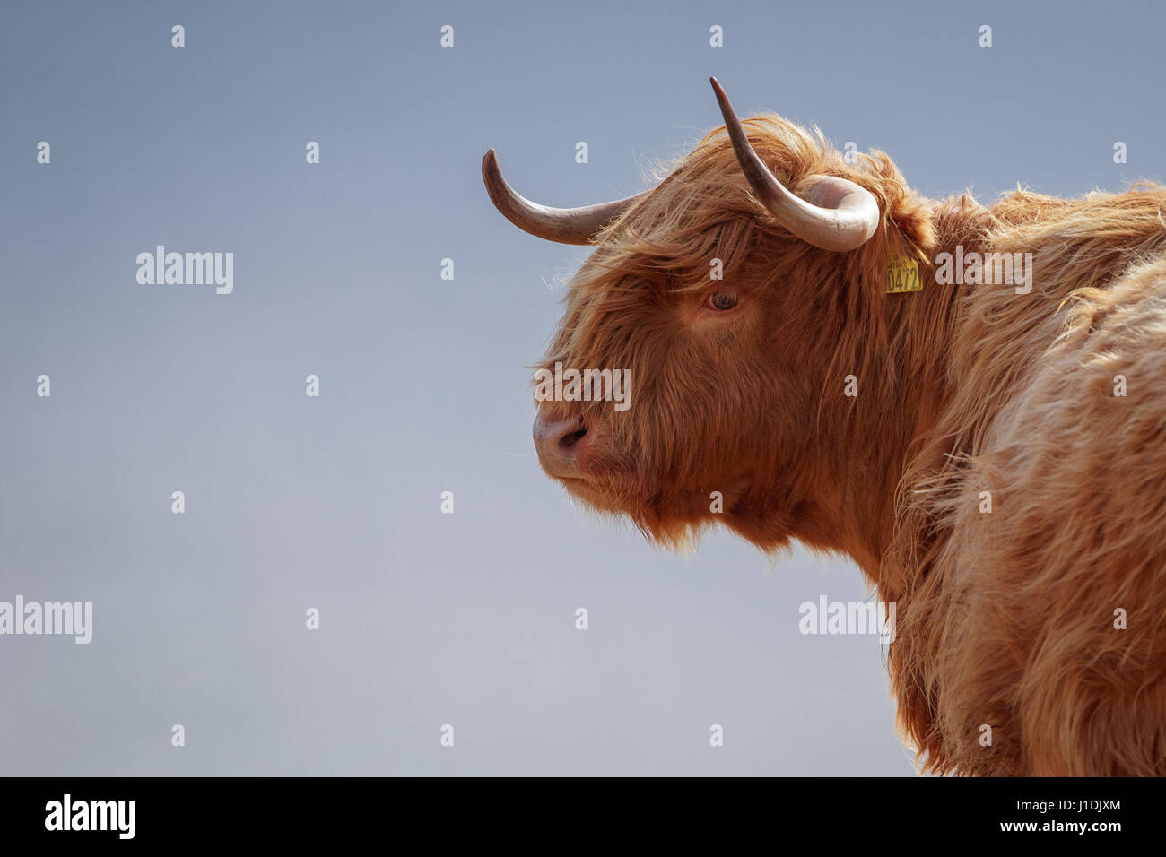 Highland Cow, Highland Cattle, Hairy Moo Coo Stock Photo - Alamy