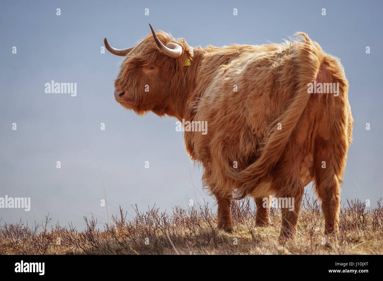 Highland Cow, Highland Cattle, Hairy Moo Coo Stock Photo - Alamy