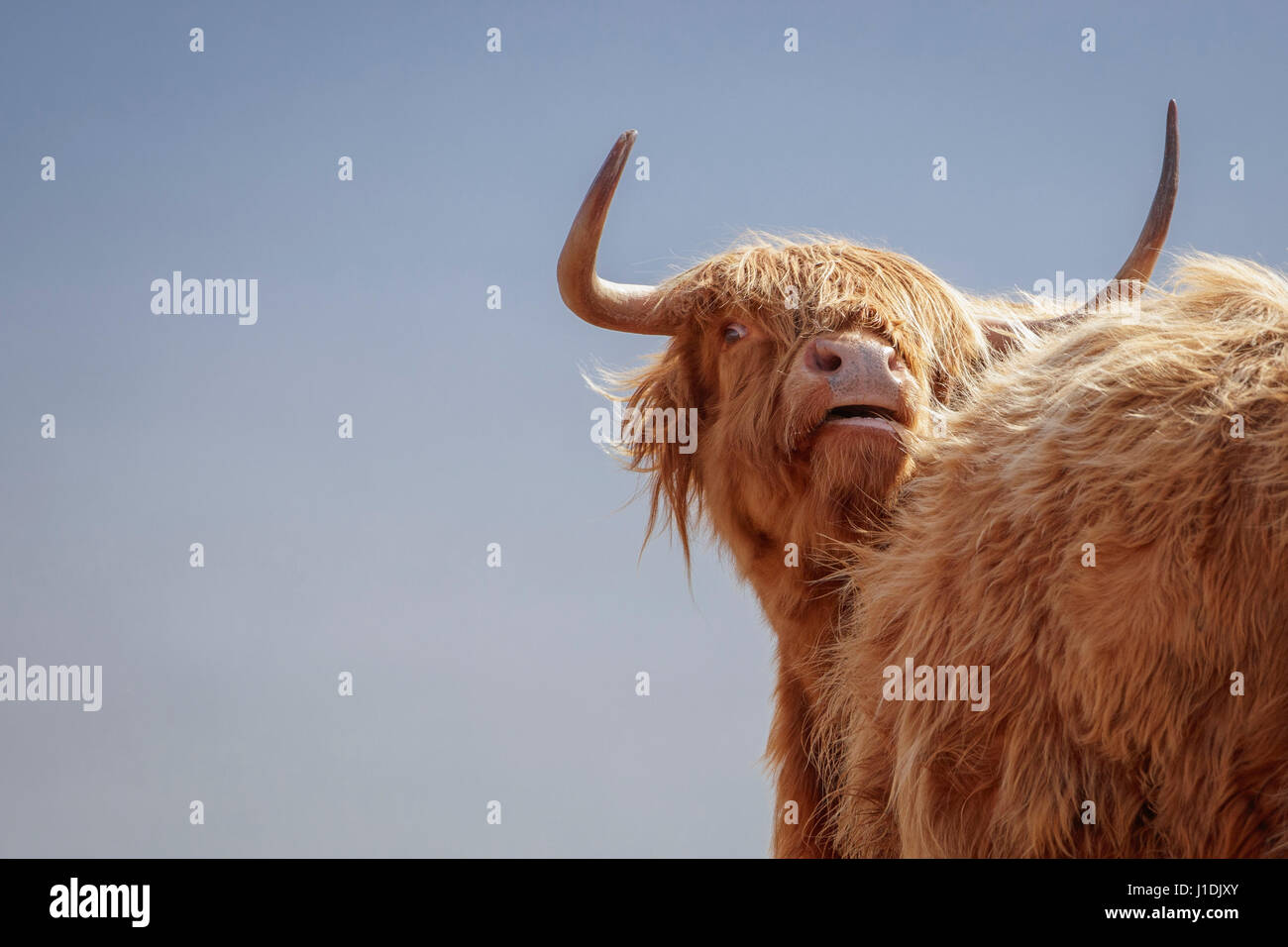 Highland Cow, Highland Cattle, Hairy Moo Coo Stock Photo - Alamy
