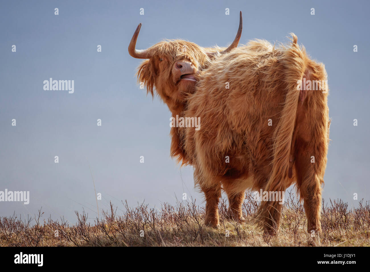 Highland Cow, Highland Cattle, Hairy Moo Coo Stock Photo - Alamy